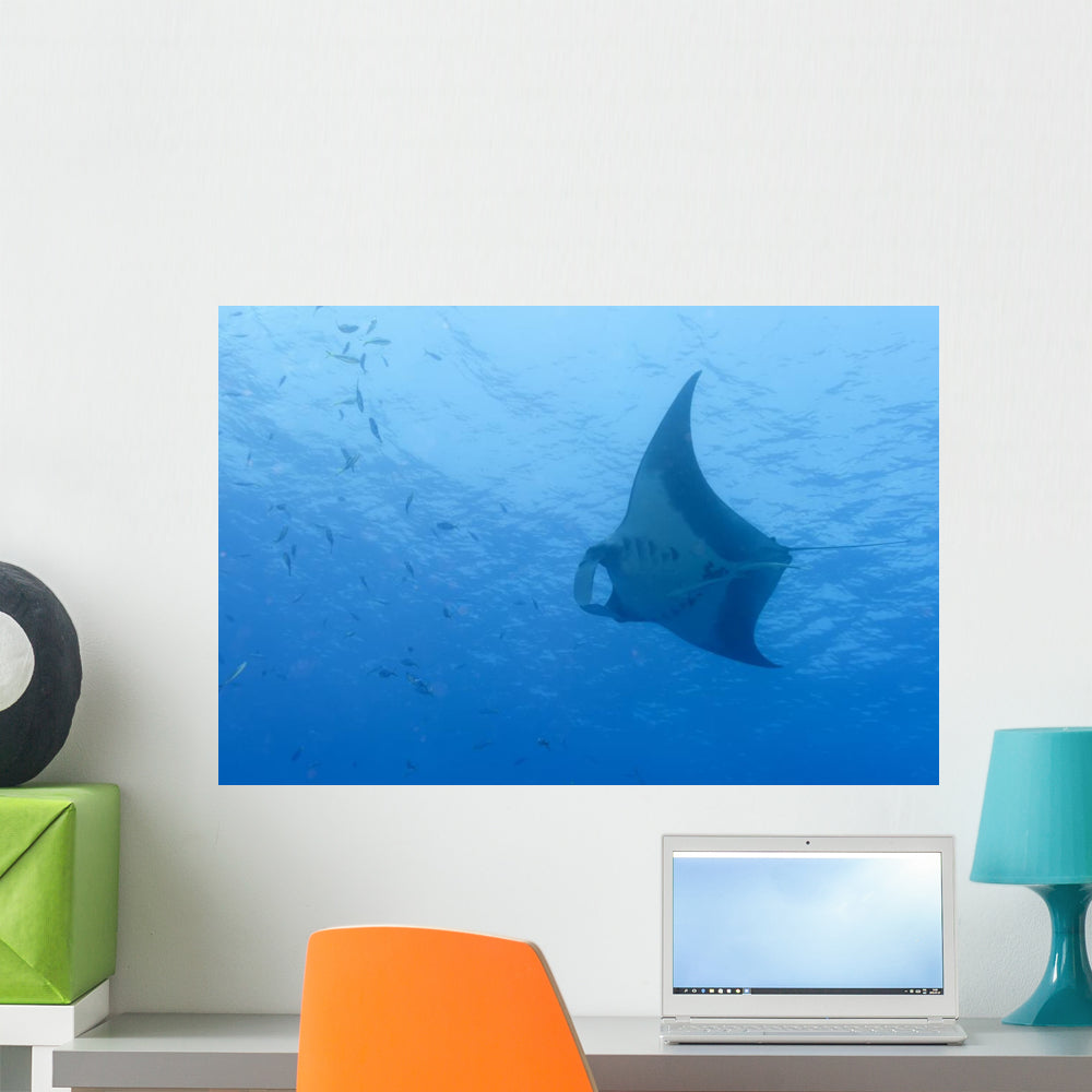 Manta Deep Blue Sea Wall Mural – Wallmonkeys