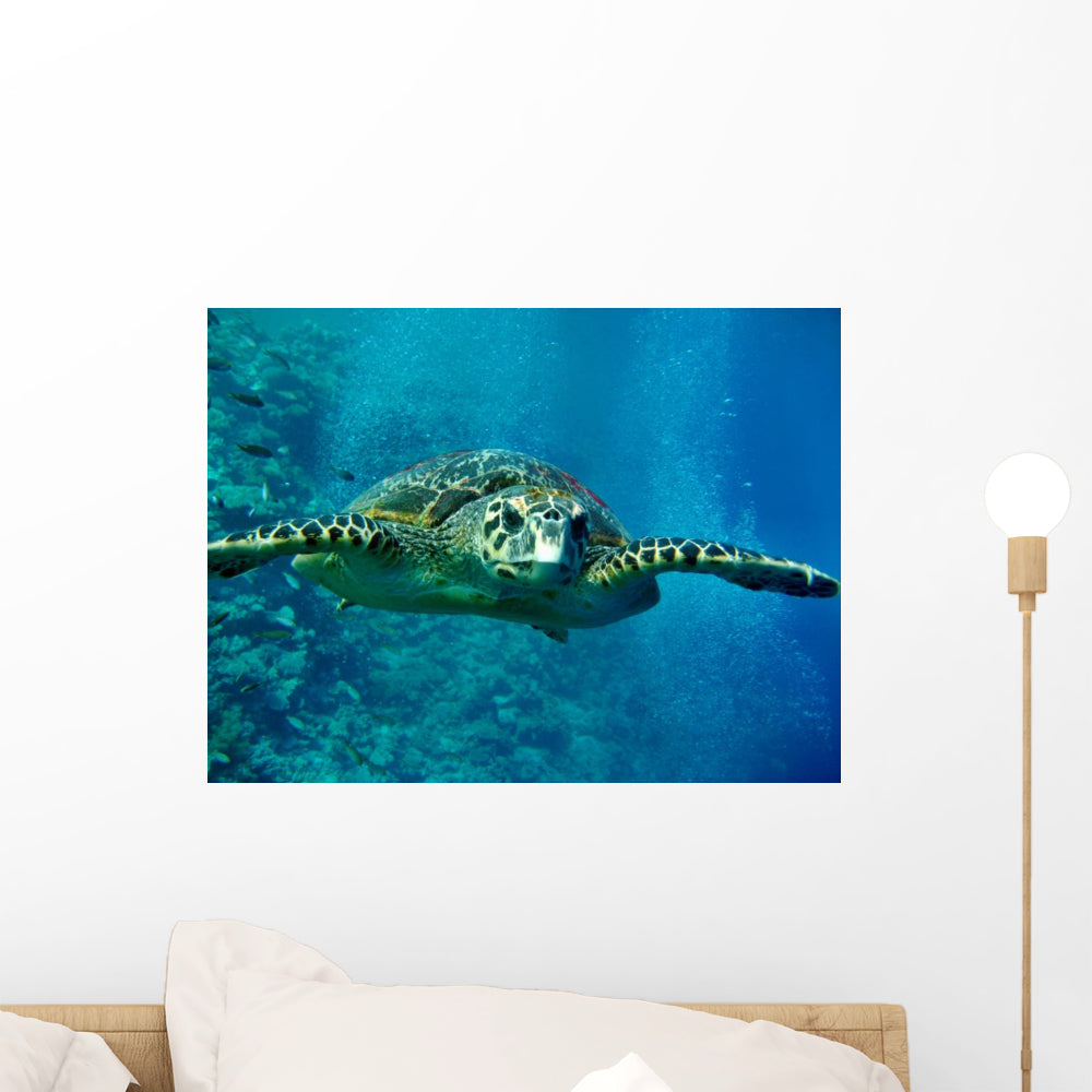 Turtle Underwater Wall Mural – Wallmonkeys