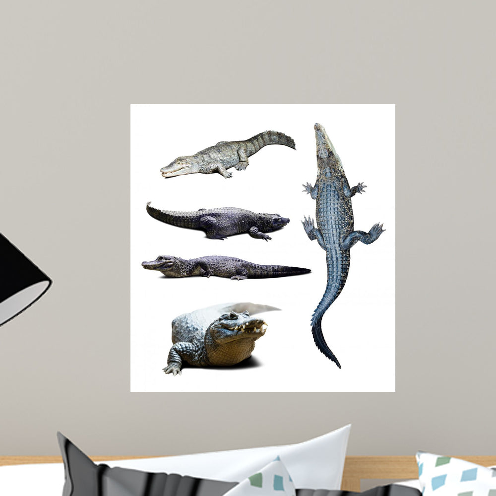 Crocodiles Wall Stickers – Wallmonkeys