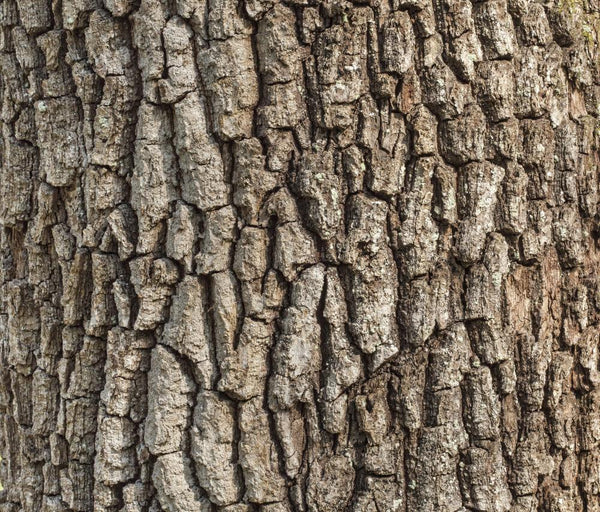 Oak Tree Trunk Texture