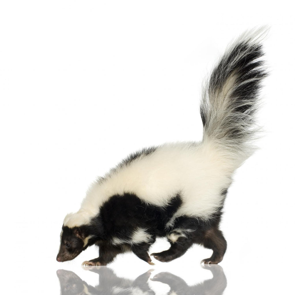 Skunk White Background