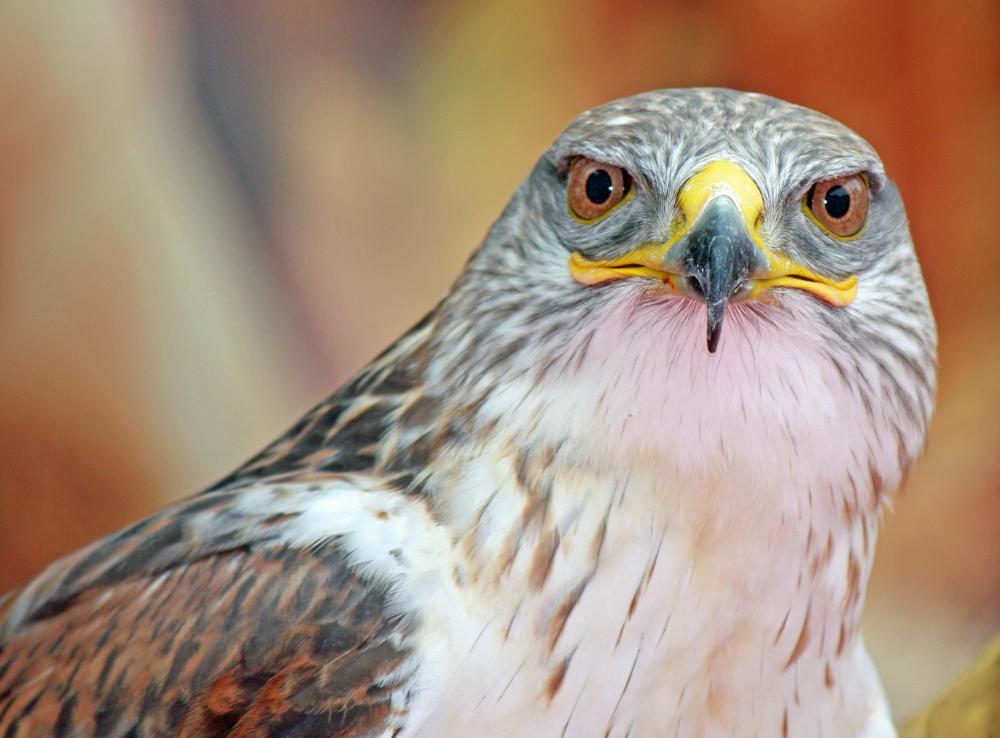 Close-up Hawk with Big – Wallmonkeys