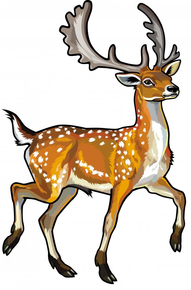 Fallow Deer Wall Decal – Wallmonkeys