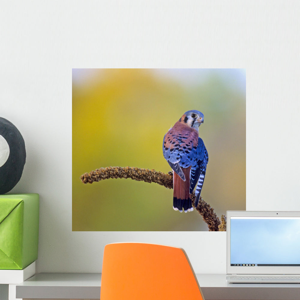 American Kestrel Falco Sparverius Wall Mural – Wallmonkeys