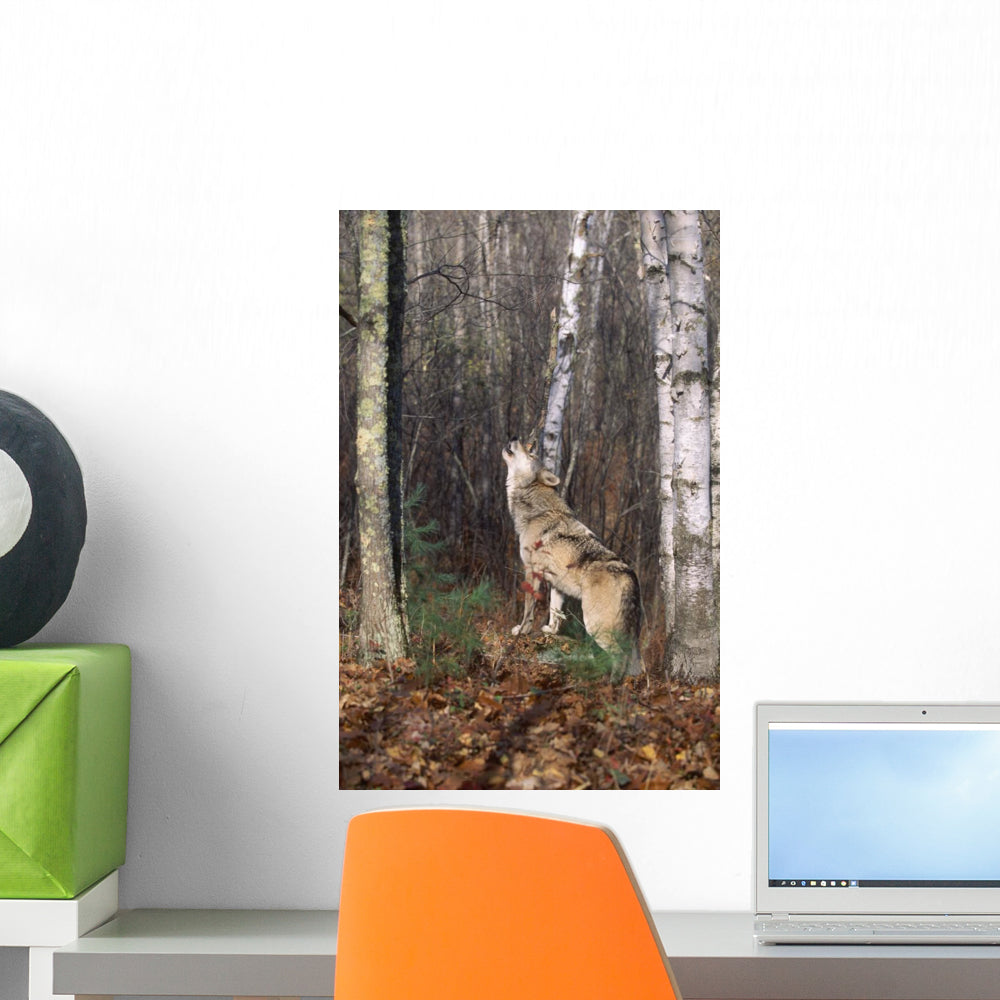 Grey Wolf Howling Wall Mural – Wallmonkeys
