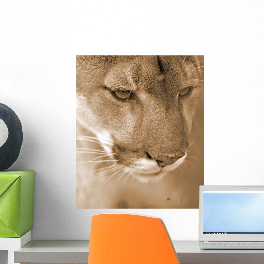 Cougar Wall Mural – Wallmonkeys