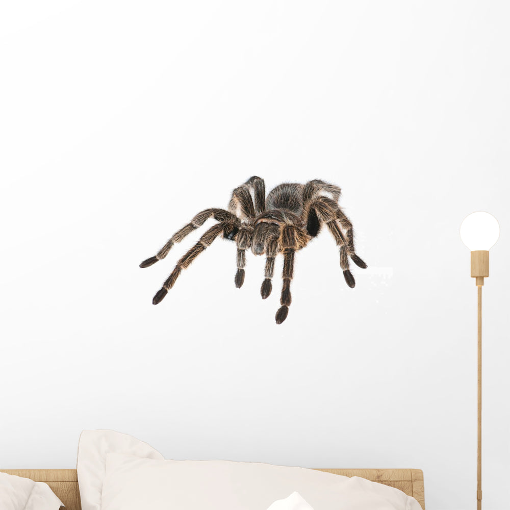 Tarantula Wall Decal – Wallmonkeys