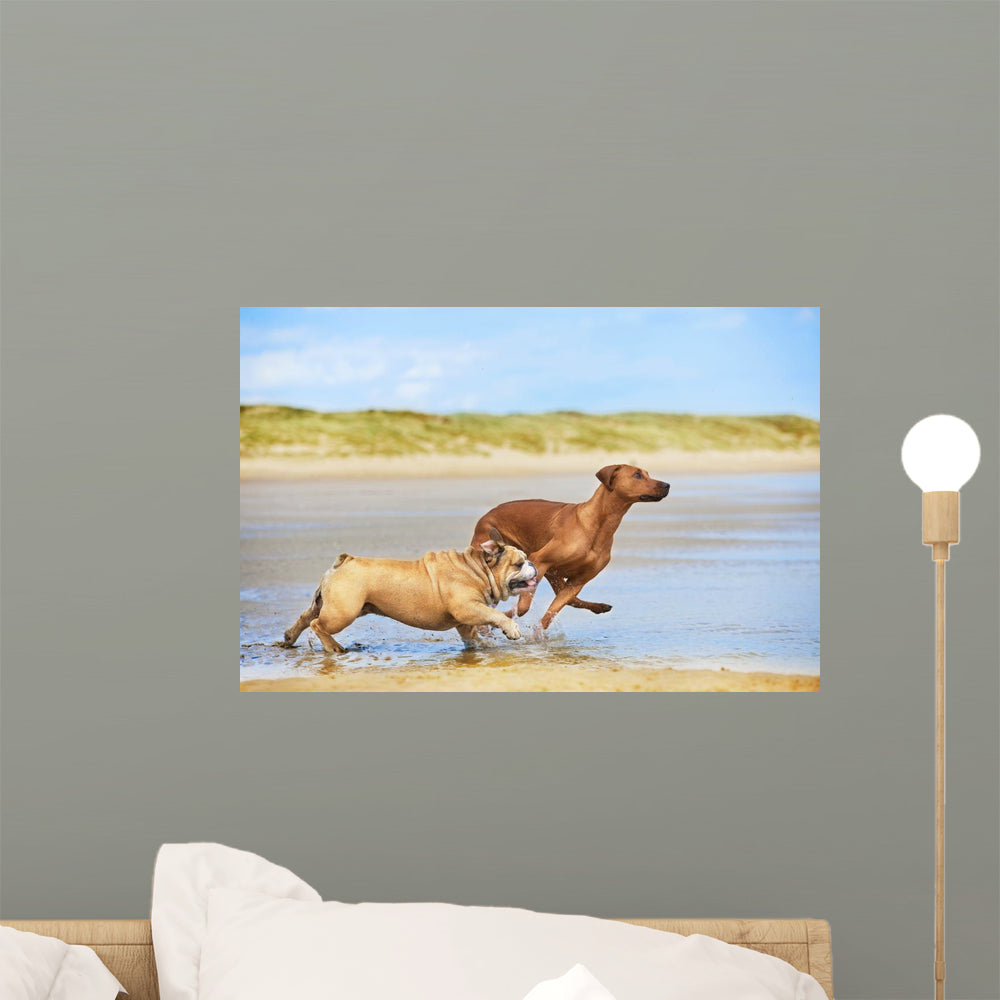 Two Dogs English Bulldog Wall Mural – Wallmonkeys