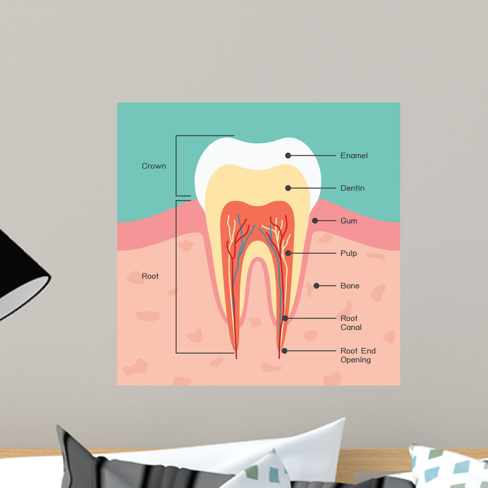 Tooth Anatomy Wall Mural – Wallmonkeys