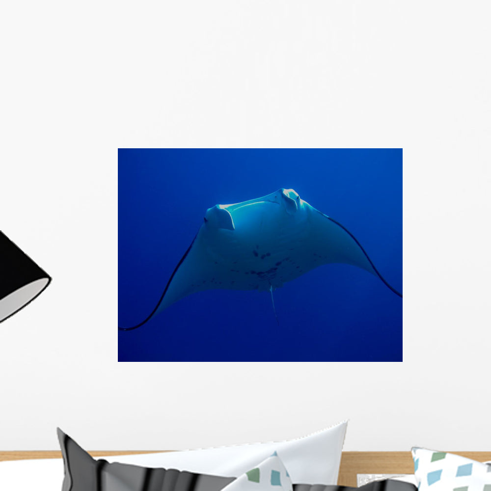 Manta Wall Mural – Wallmonkeys