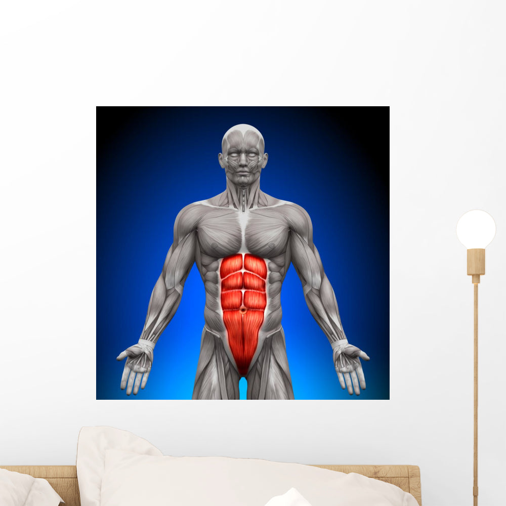 Abs Anatomy Muscles – Wallmonkeys