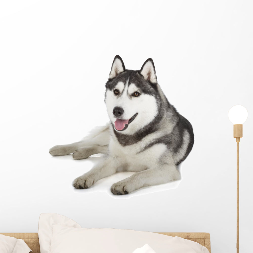 Siberian Husky Wall Decal - WallMonkeys.com – Wallmonkeys