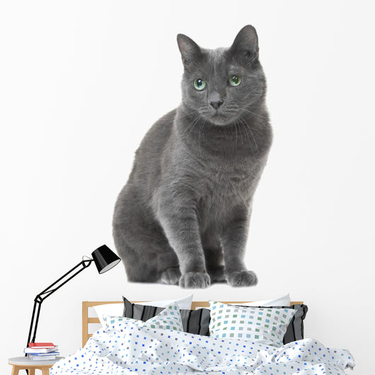 Russian Blue Cat Wallpaper