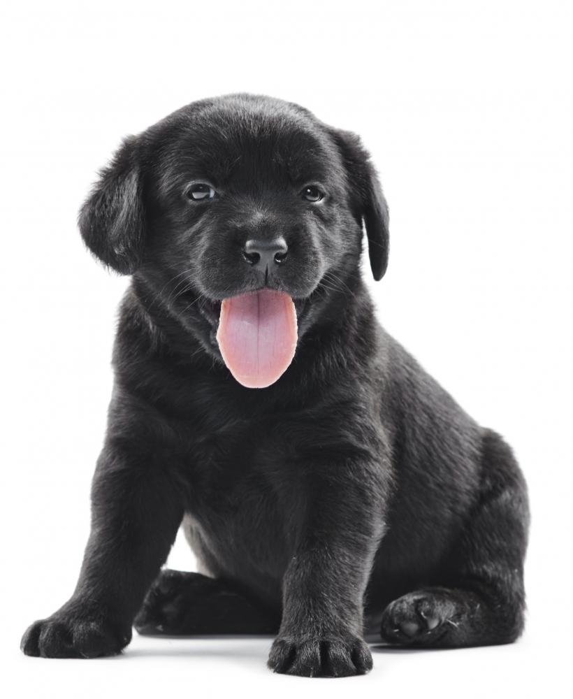 Fluffy Lab Puppy | ppgbbe.intranet.biologia.ufrj.br
