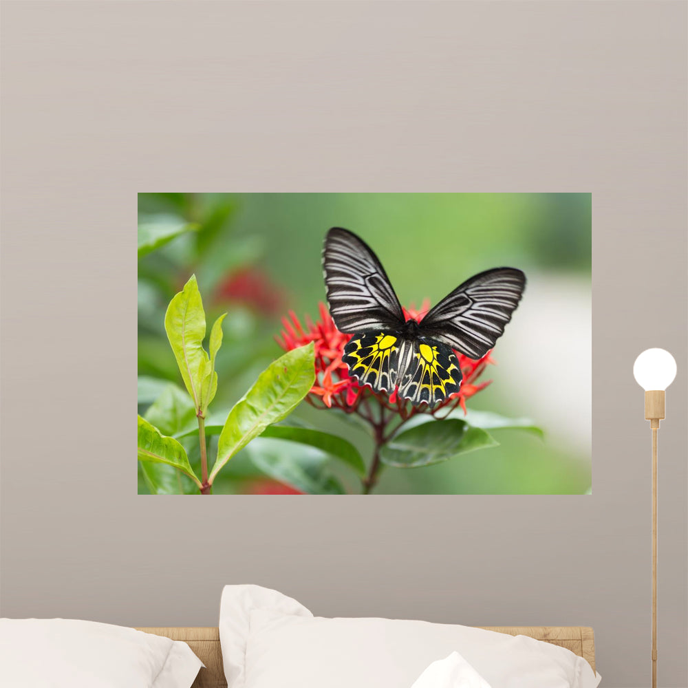 Golden Birdwing Butterfly Wall Decal - WallMonkeys.com – Wallmonkeys