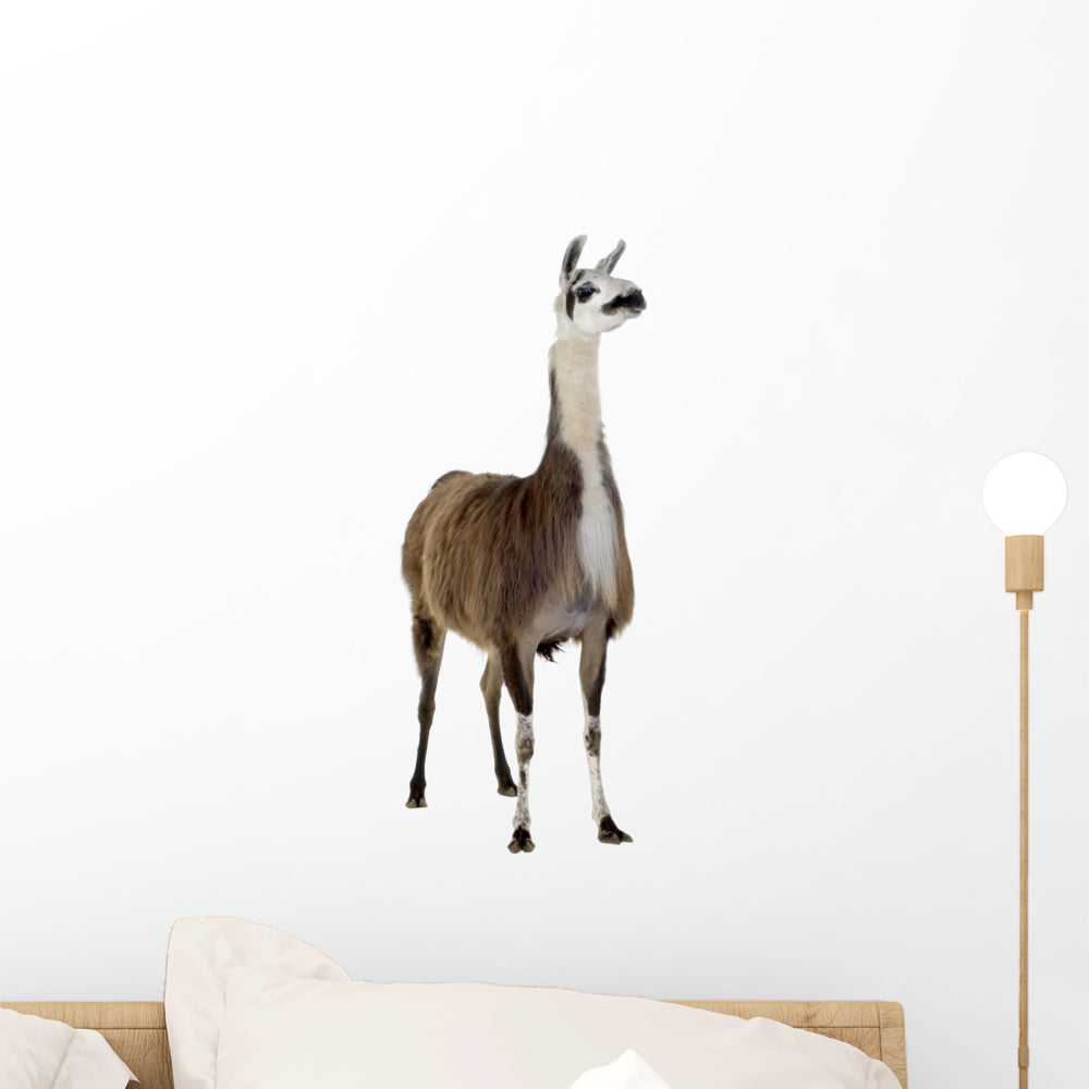 Llama Wall Decal - WallMonkeys.com – Wallmonkeys