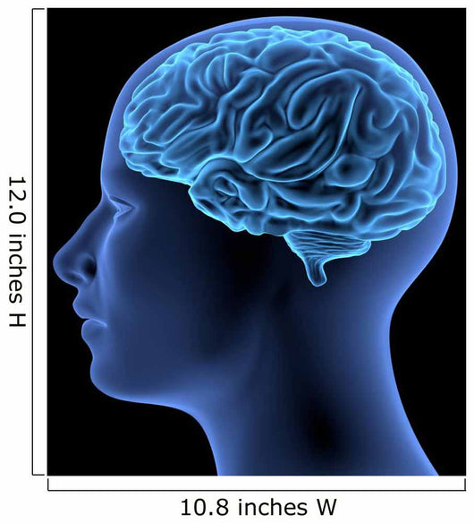 Human Body Brain Wall Decal - WallMonkeys.com – Wallmonkeys