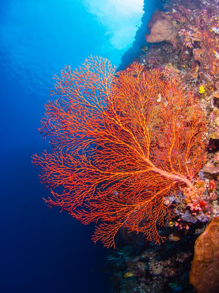 Gorgonian Coral
