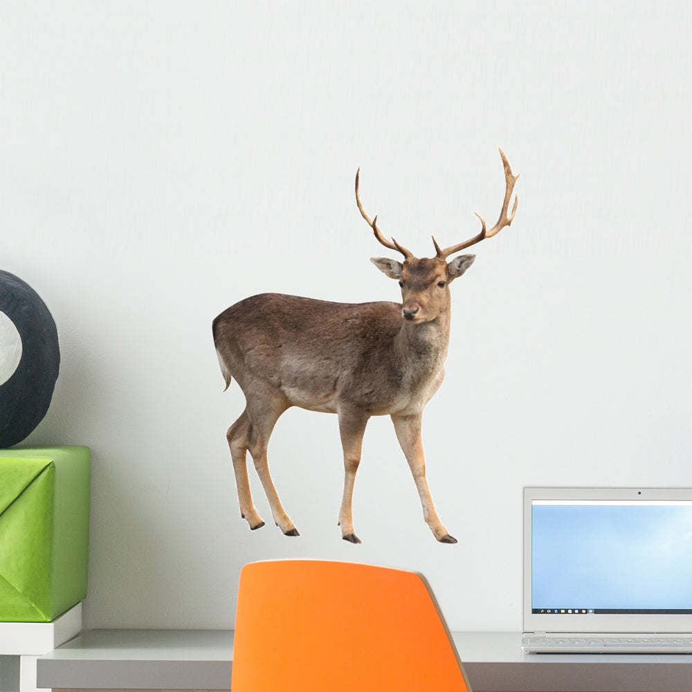 Buck Deer Wall Decal - WallMonkeys.com – Wallmonkeys