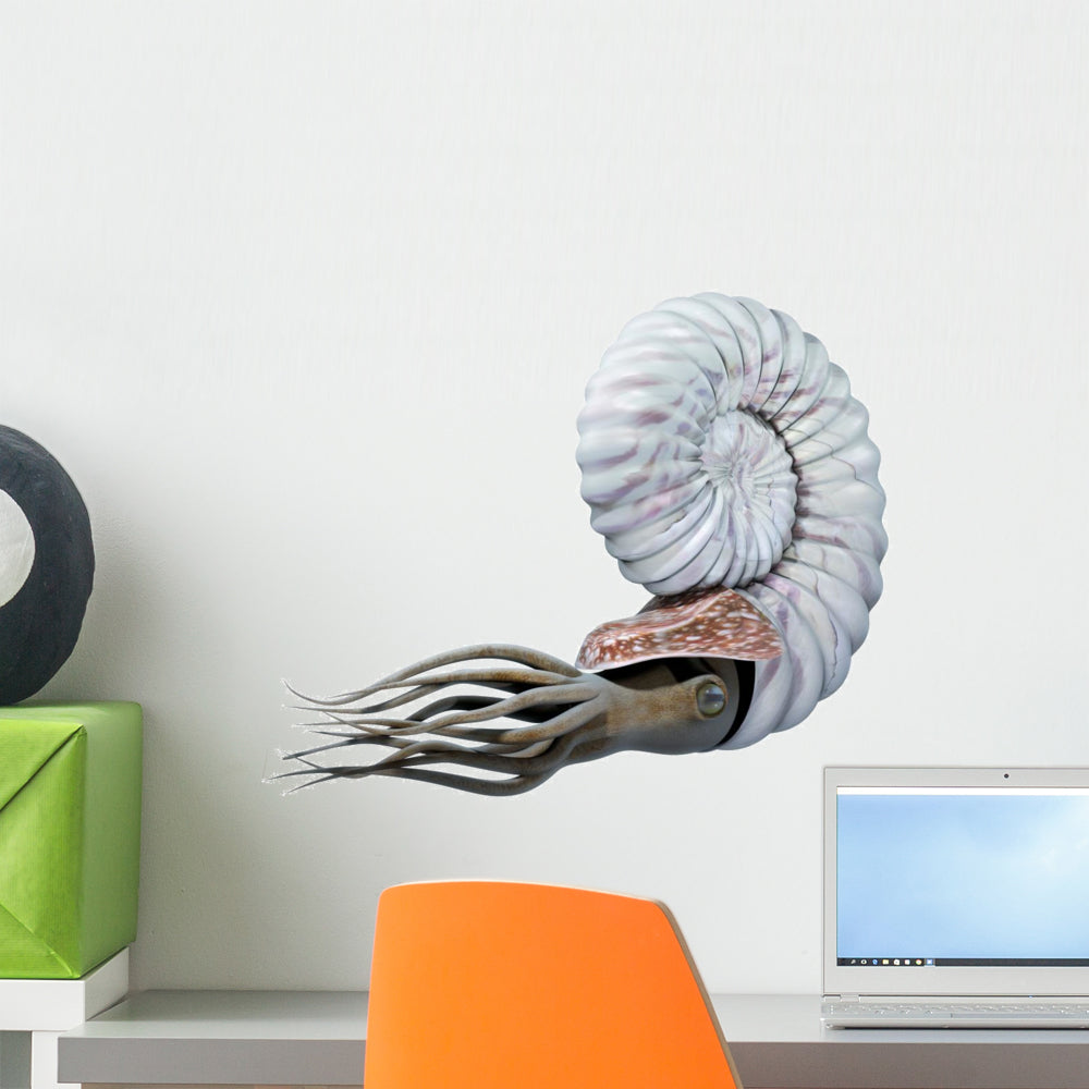 Ammonite – Wallmonkeys