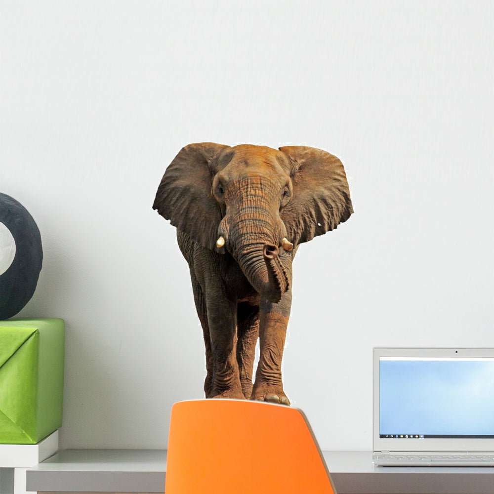 African Elephant White Wall Decal - WallMonkeys.com – Wallmonkeys