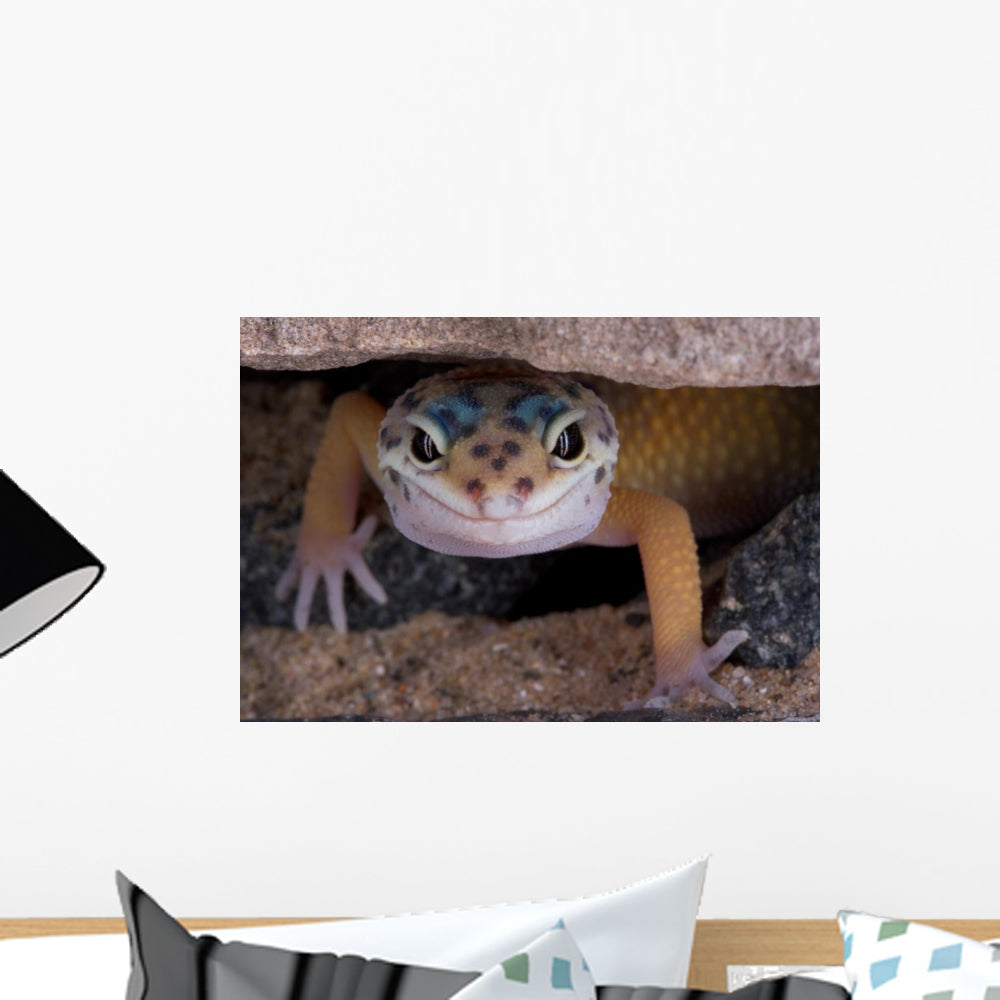 Leopard Gecko Staring under Wall Decal - WallMonkeys.com – Wallmonkeys