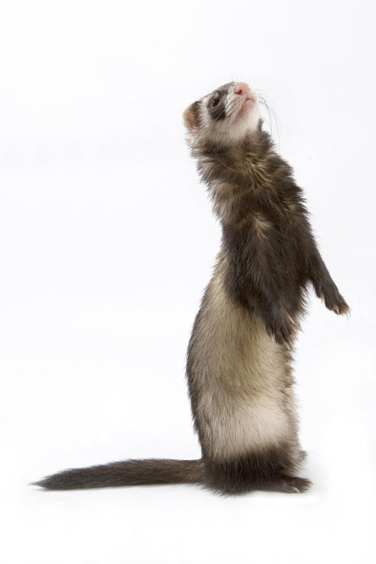 Ferret Standing