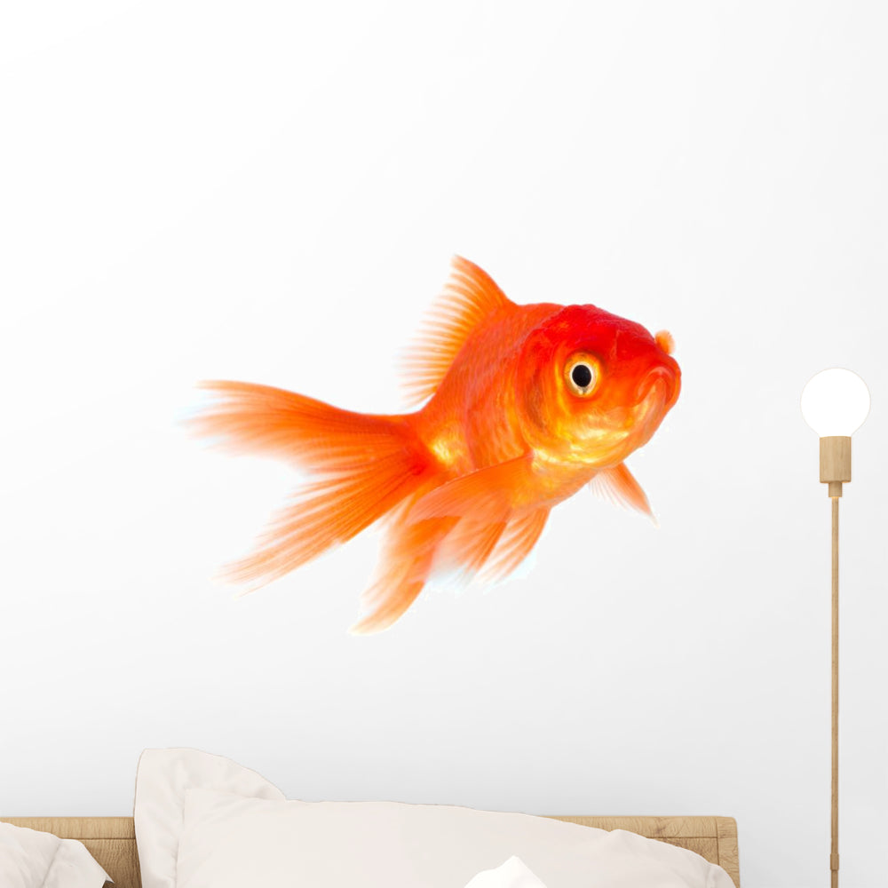 Goldfish Wall Decal – Wallmonkeys