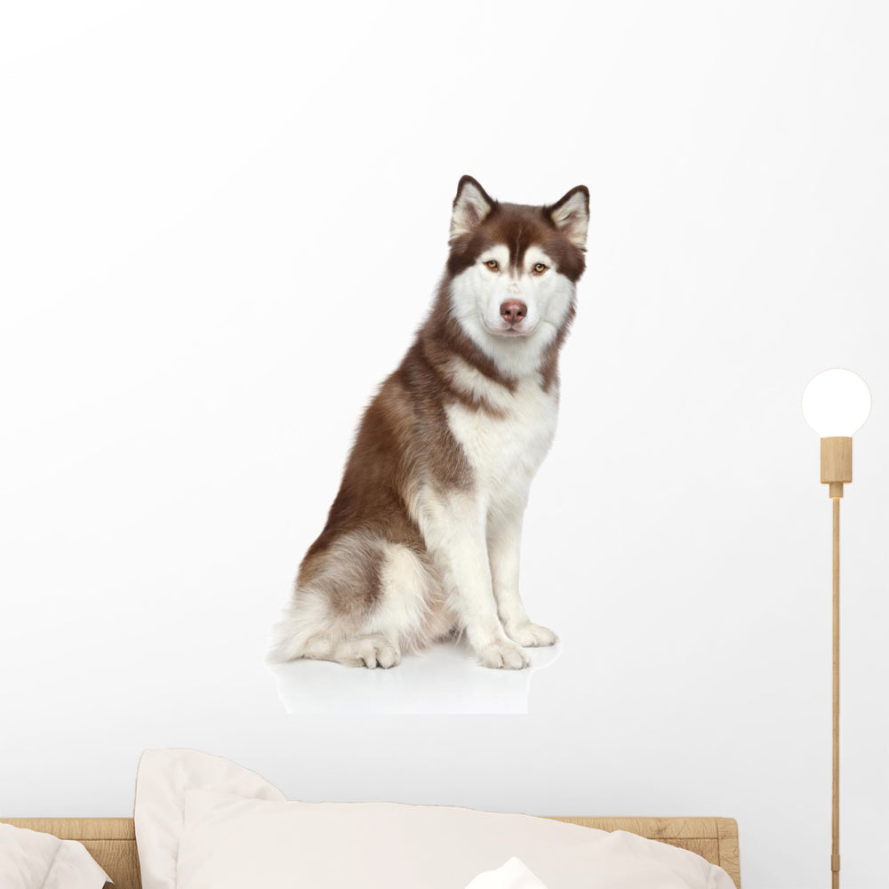 Studio Portrait Siberian Husky Wall Decal – Wallmonkeys