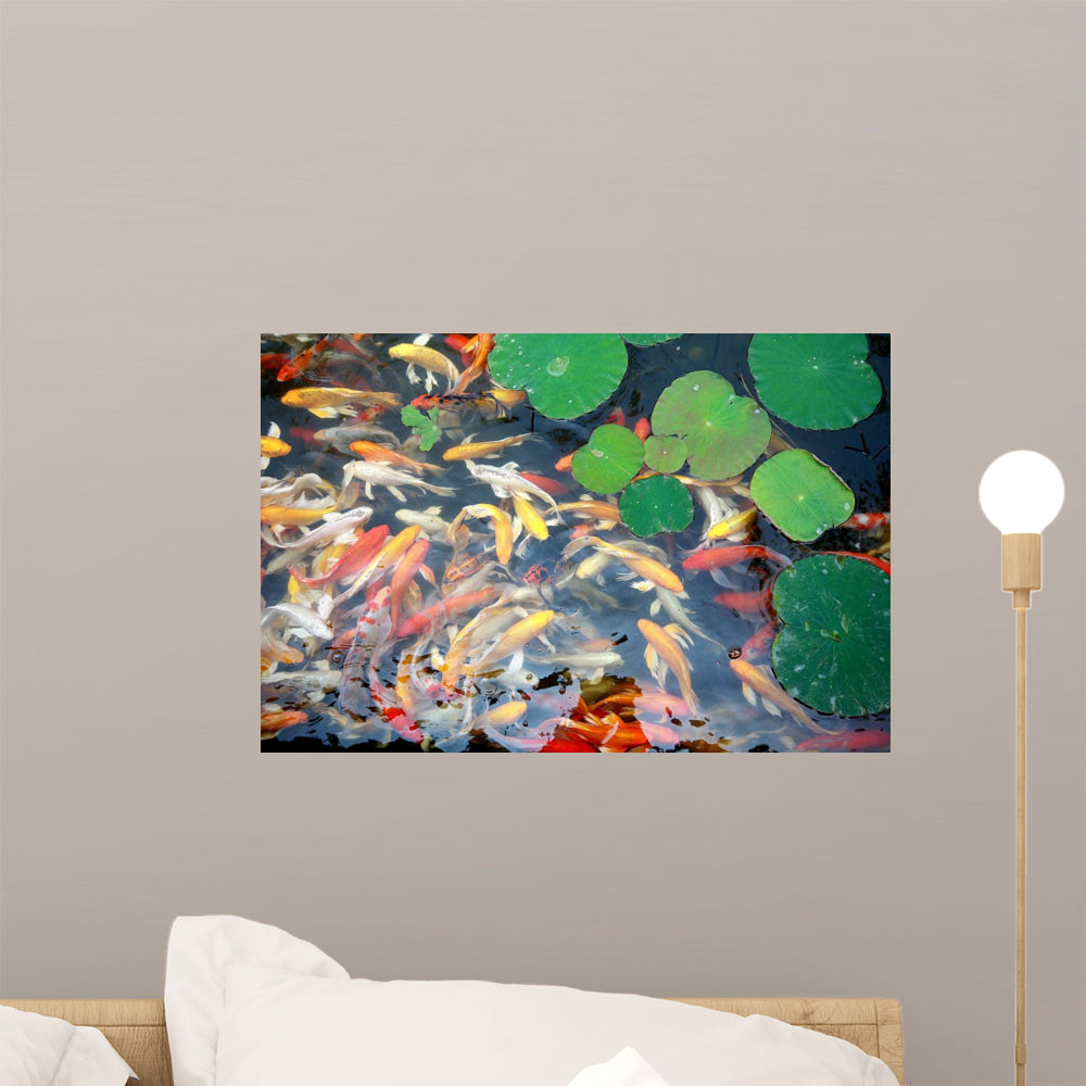 Beautiful Koi Fish Swimming Wall Mural – Wallmonkeys