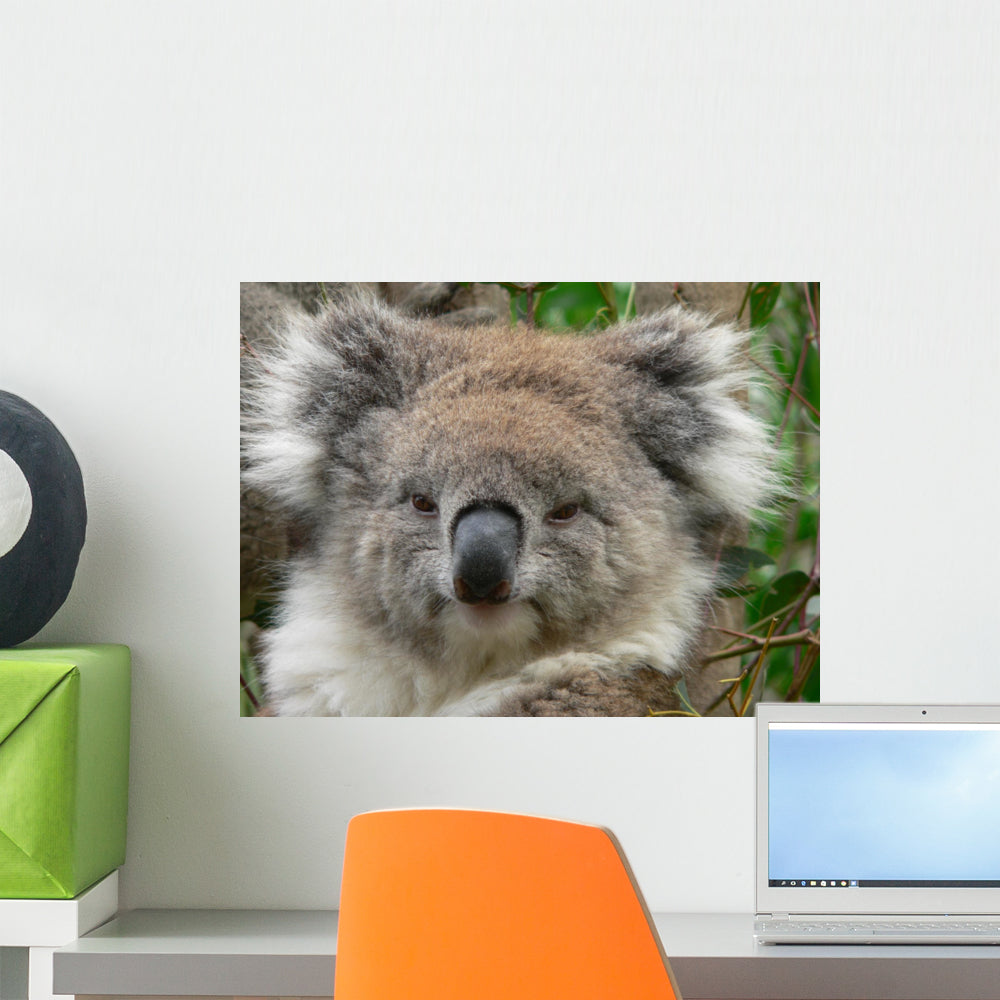 Koala Wall Mural – Wallmonkeys