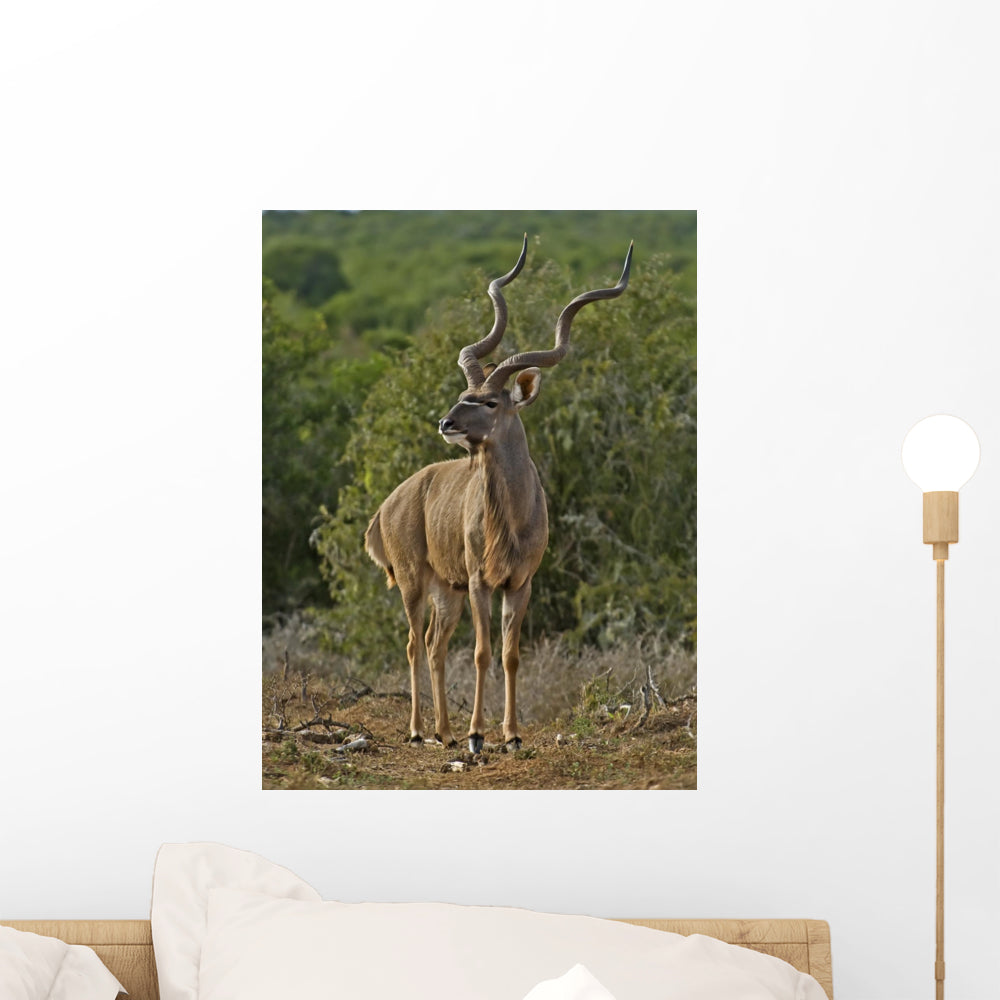 One Largest Kudus Ever Wall Mural – Wallmonkeys
