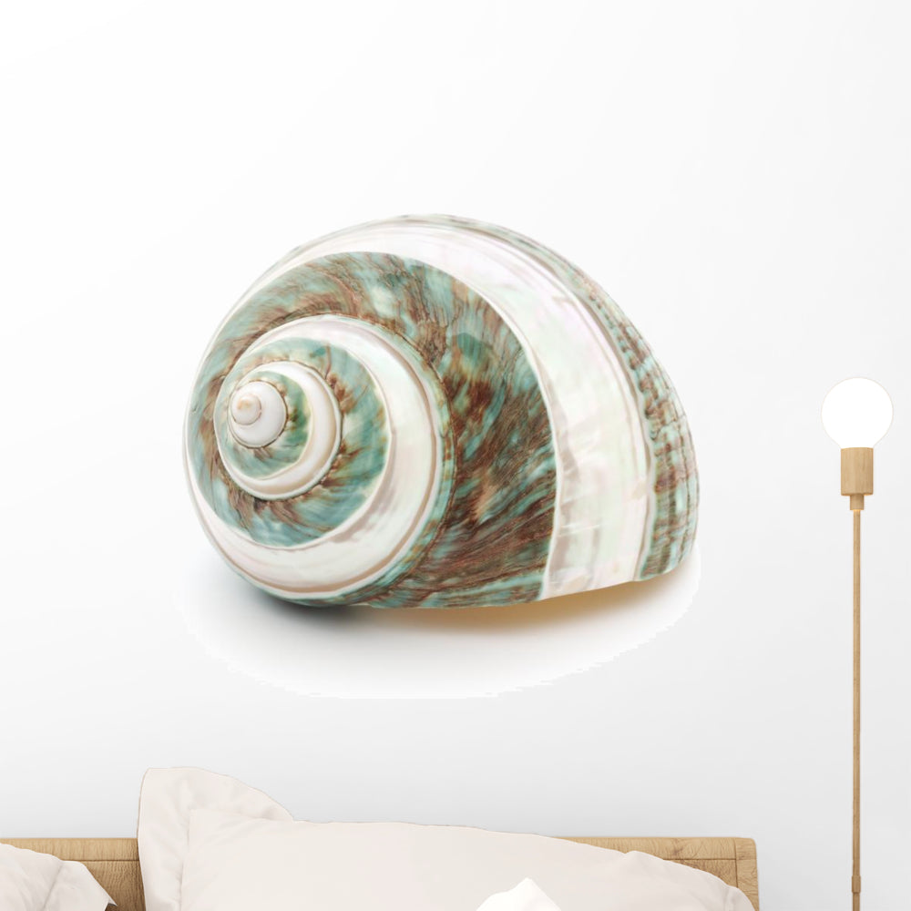 Sea Shell Wall Decal – Wallmonkeys