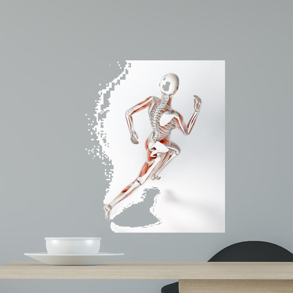 Female Runner Anatomy – Wallmonkeys