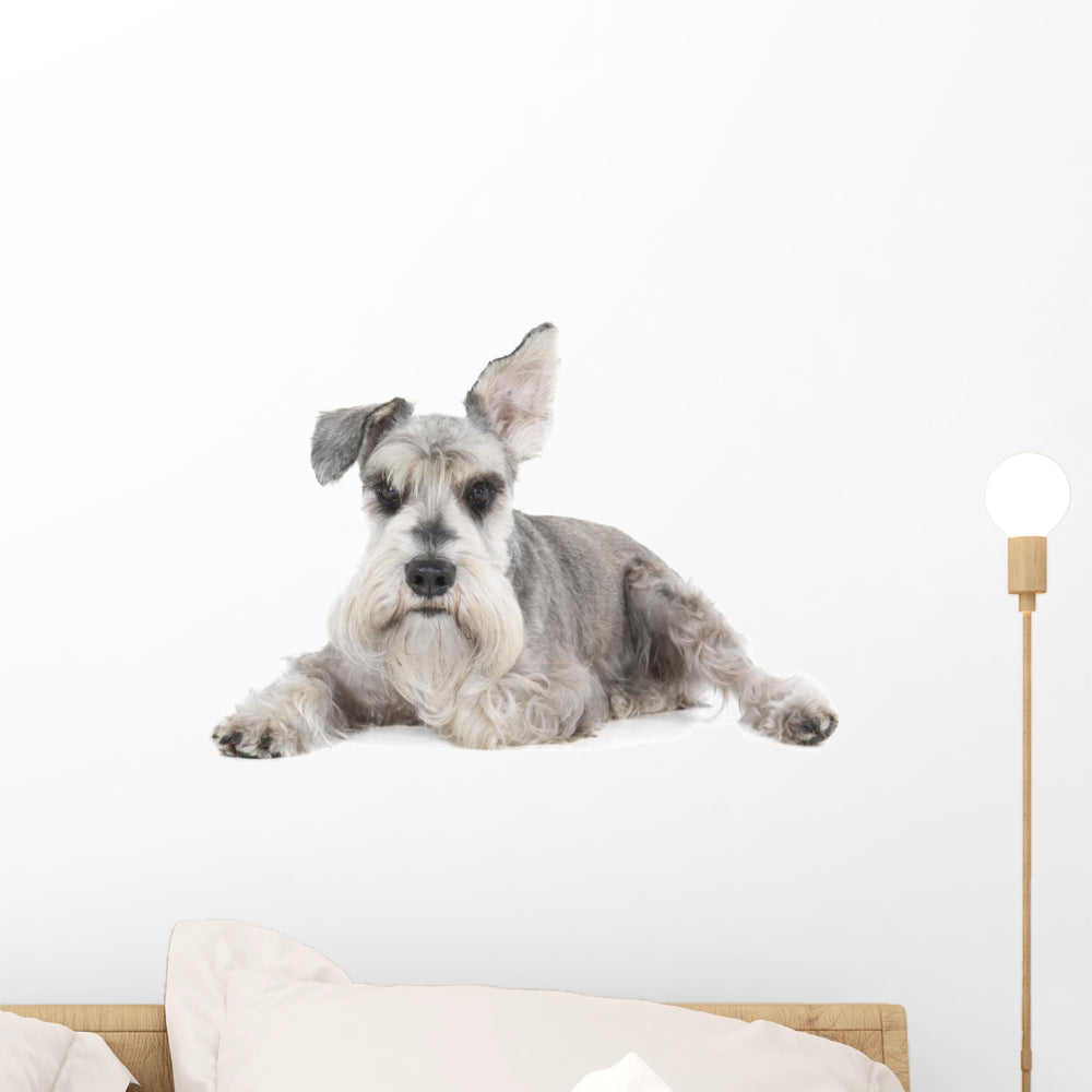 Miniature Schnauzer Wall Decal – Wallmonkeys