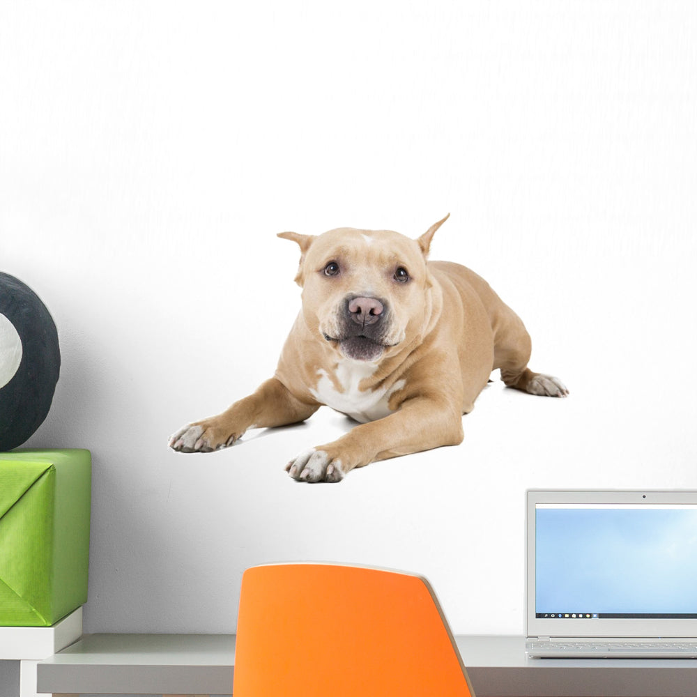 Pit Bull Wall Decal – Wallmonkeys