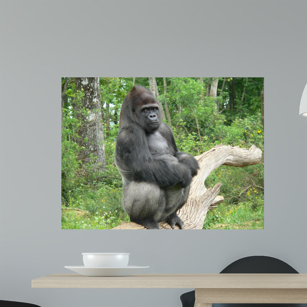 Gorilla Silverback Wall Decal - WallMonkeys.com – Wallmonkeys