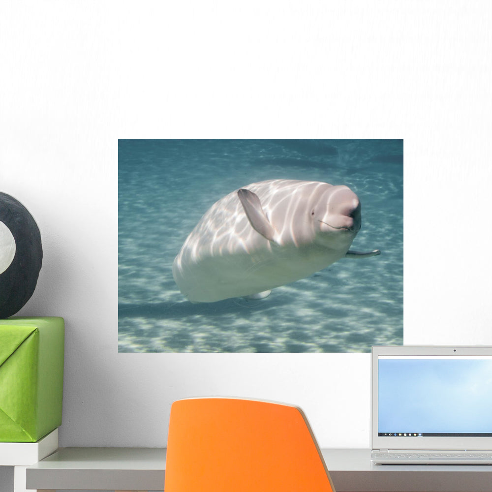 Beluga Whale Delphinapterus Leucas – Wallmonkeys