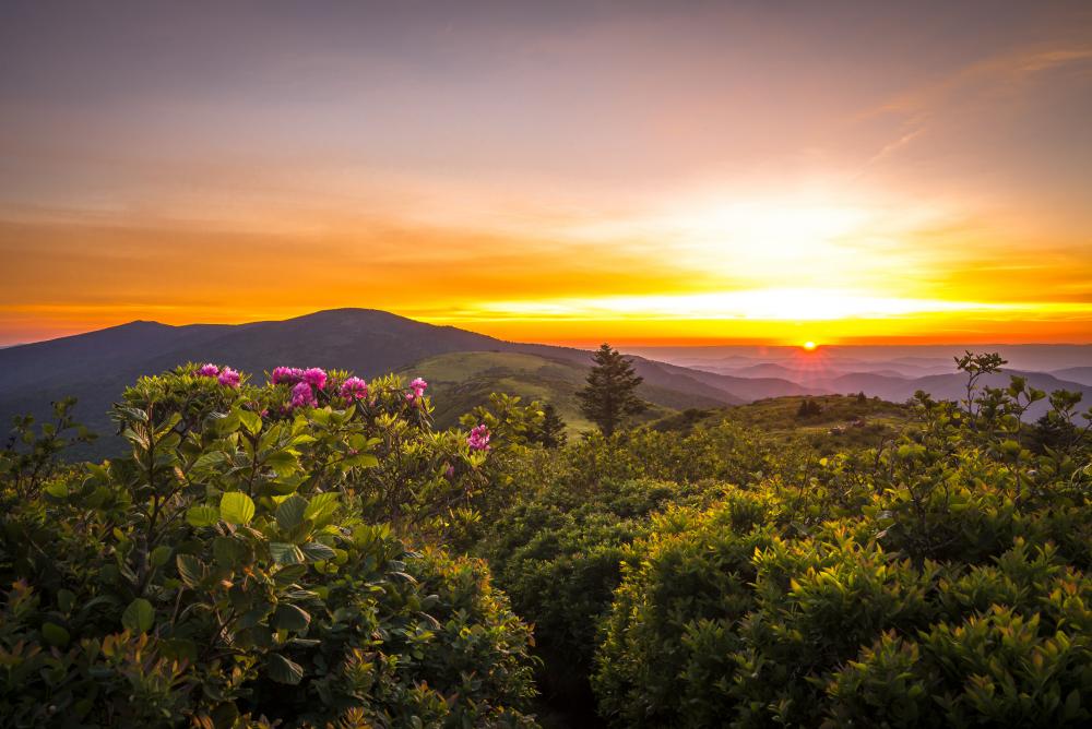 Roan Mountain Sunset – Wallmonkeys