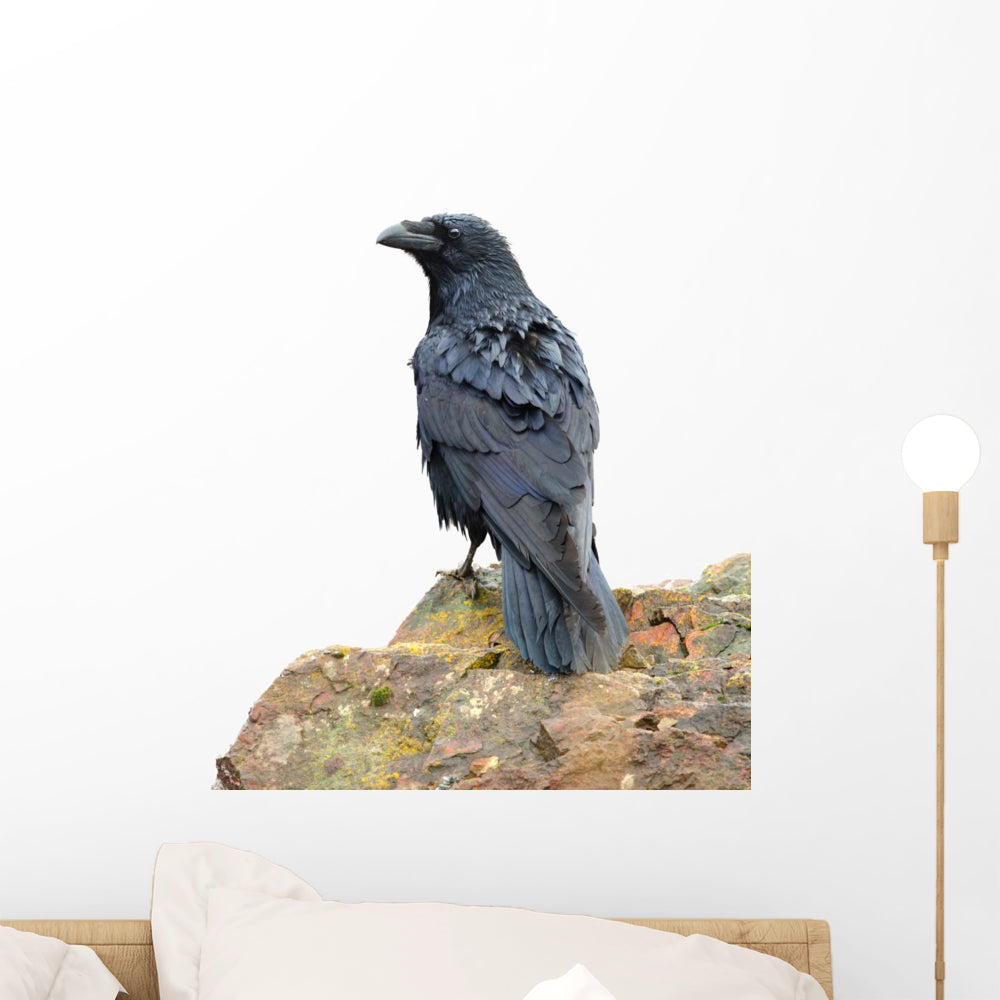 Perching Raven Wall Decal – Wallmonkeys