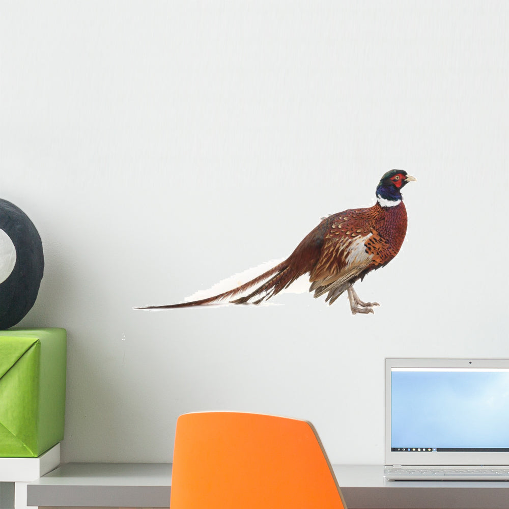 Pheasant Wall Decal – Wallmonkeys