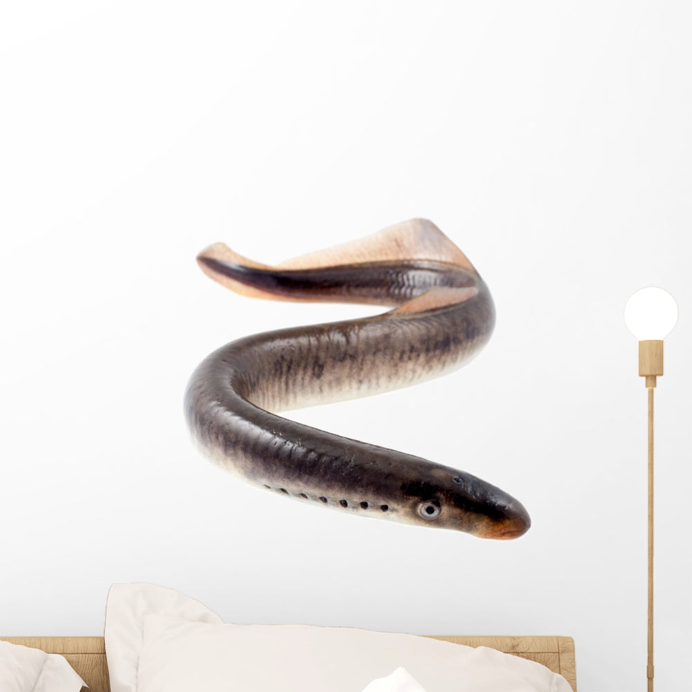 Lamprey Fish Wall Decal – Wallmonkeys
