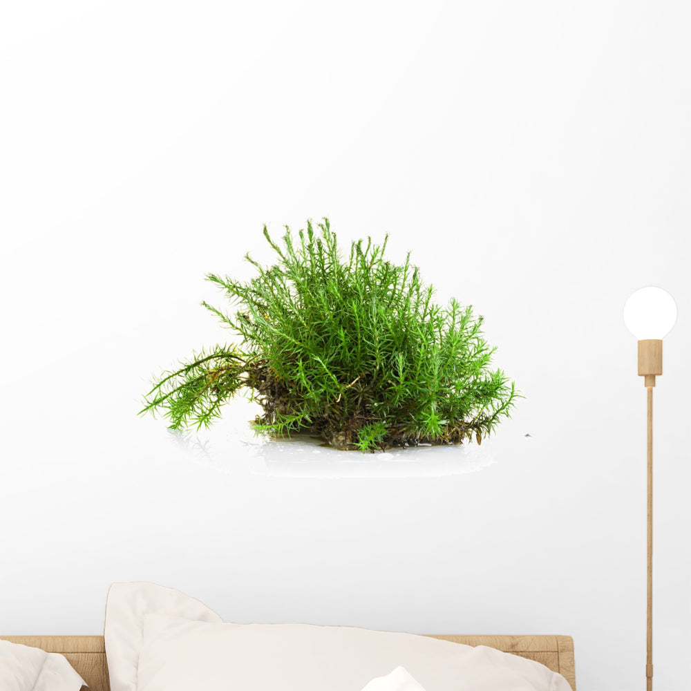 Green Moss Wall Decal – Wallmonkeys