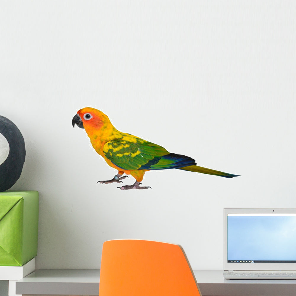 Sun Conure Parrot Bird Wall Decal - WallMonkeys.com – Wallmonkeys
