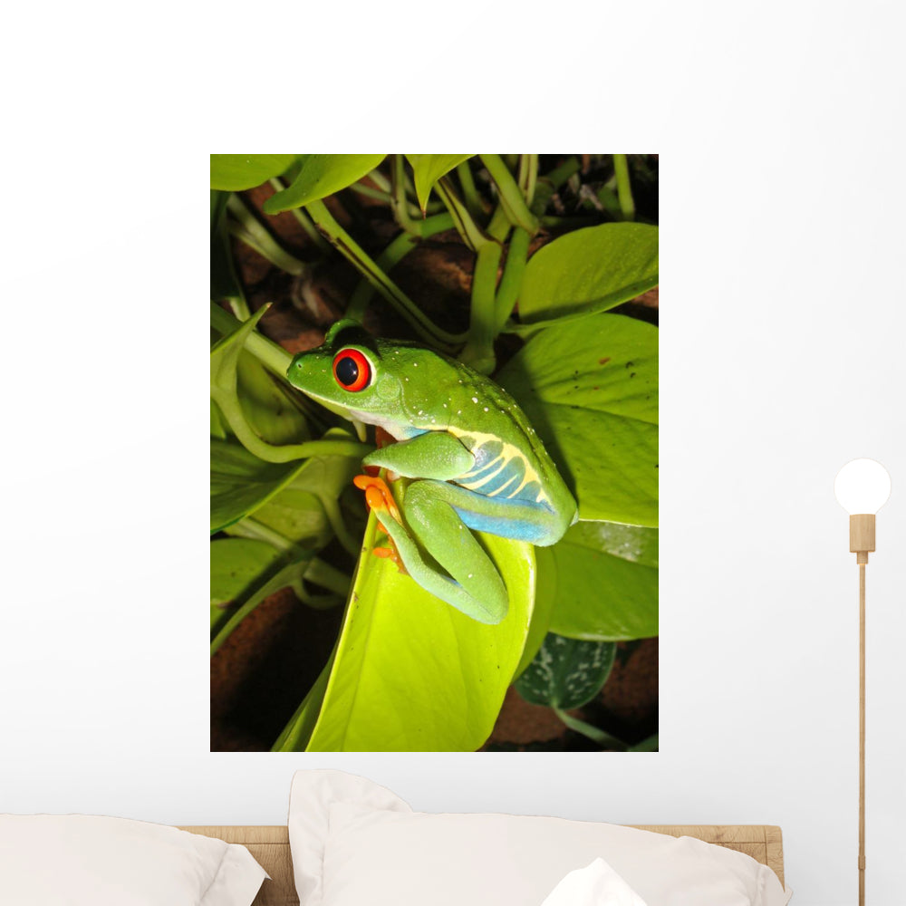 Red-eyed Tree Frog Wall Decal 5 - WallMonkeys.com – Wallmonkeys