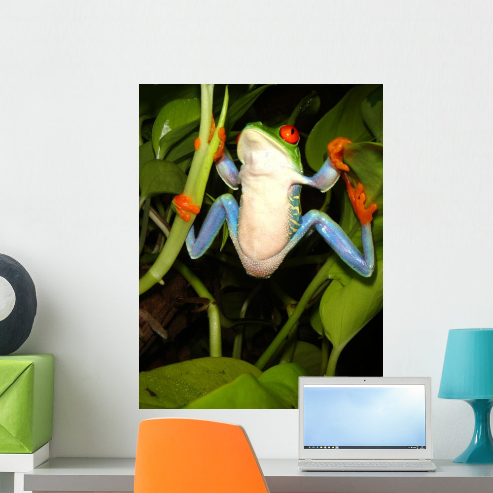 Red-eyed Tree Frog Wall Decal 2 - WallMonkeys.com – Wallmonkeys