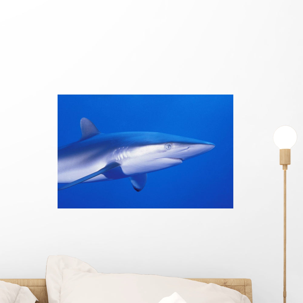 Shark Wall Mural – Wallmonkeys