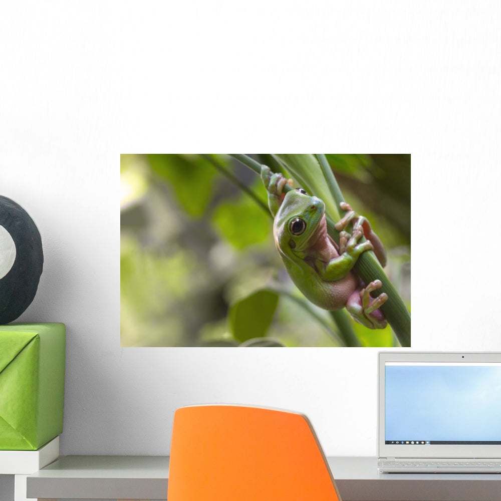 Australian Green Tree Frog Wall Decal - WallMonkeys.com – Wallmonkeys