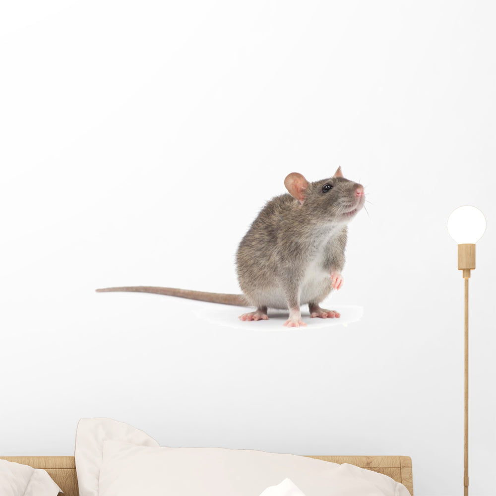 Rat Wall Decal - WallMonkeys.com – Wallmonkeys