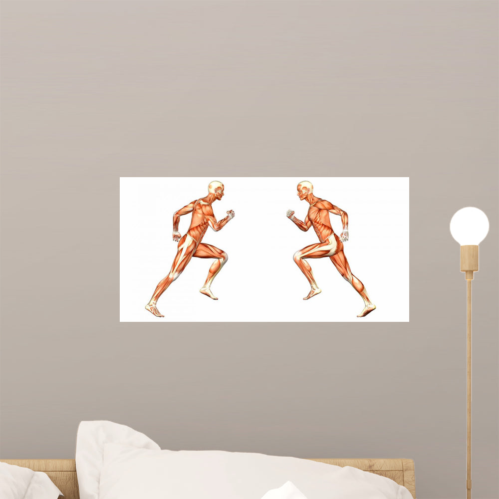 Male Human Body Anatomy Wall Decal - WallMonkeys.com – Wallmonkeys